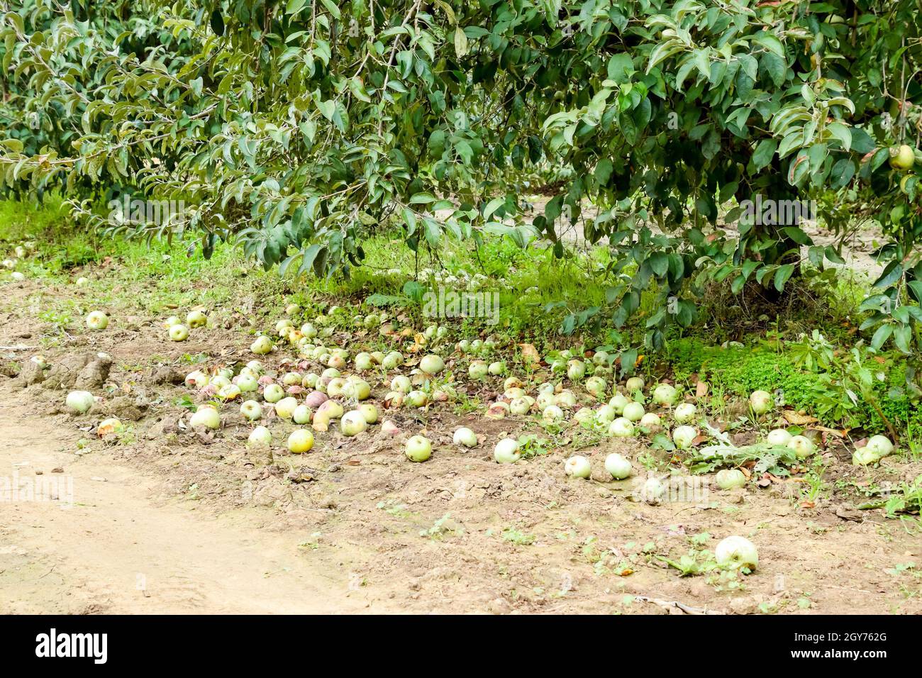 Apple orchard. Rows of trees and the fruit of the ground under the ...