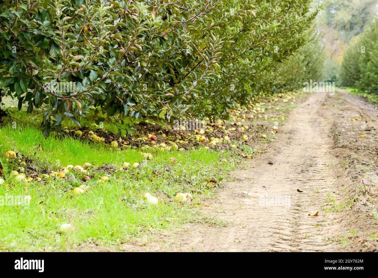 Apple orchard. Rows of trees and the fruit of the ground under the ...