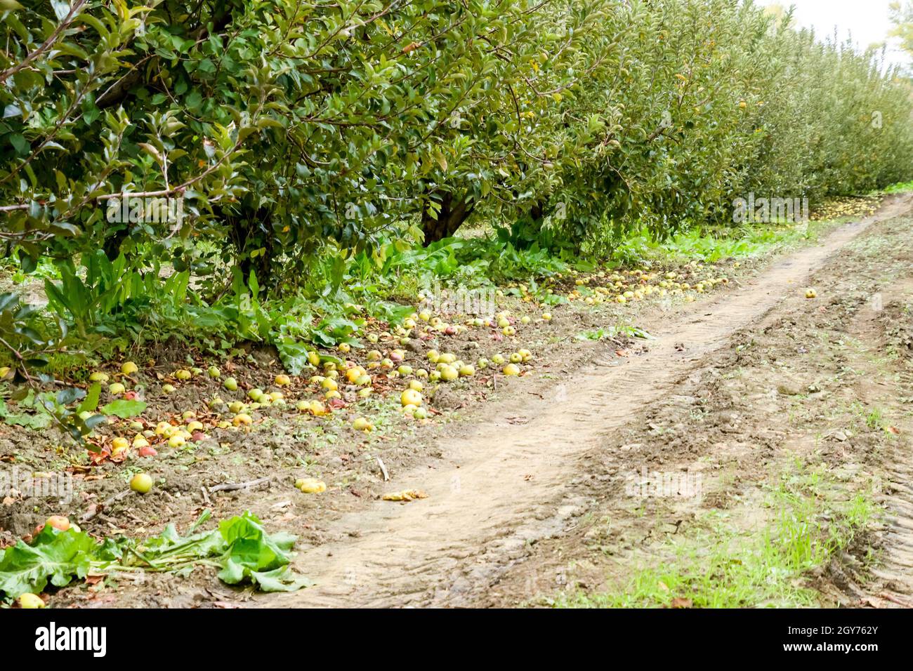 Apple orchard. Rows of trees and the fruit of the ground under the ...
