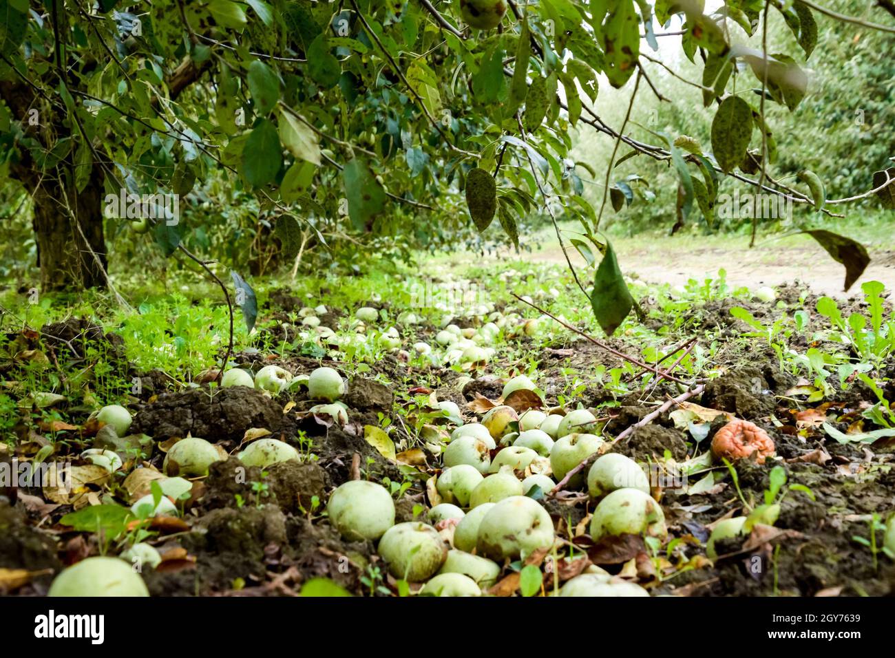 Apple orchard. Rows of trees and the fruit of the ground under the ...