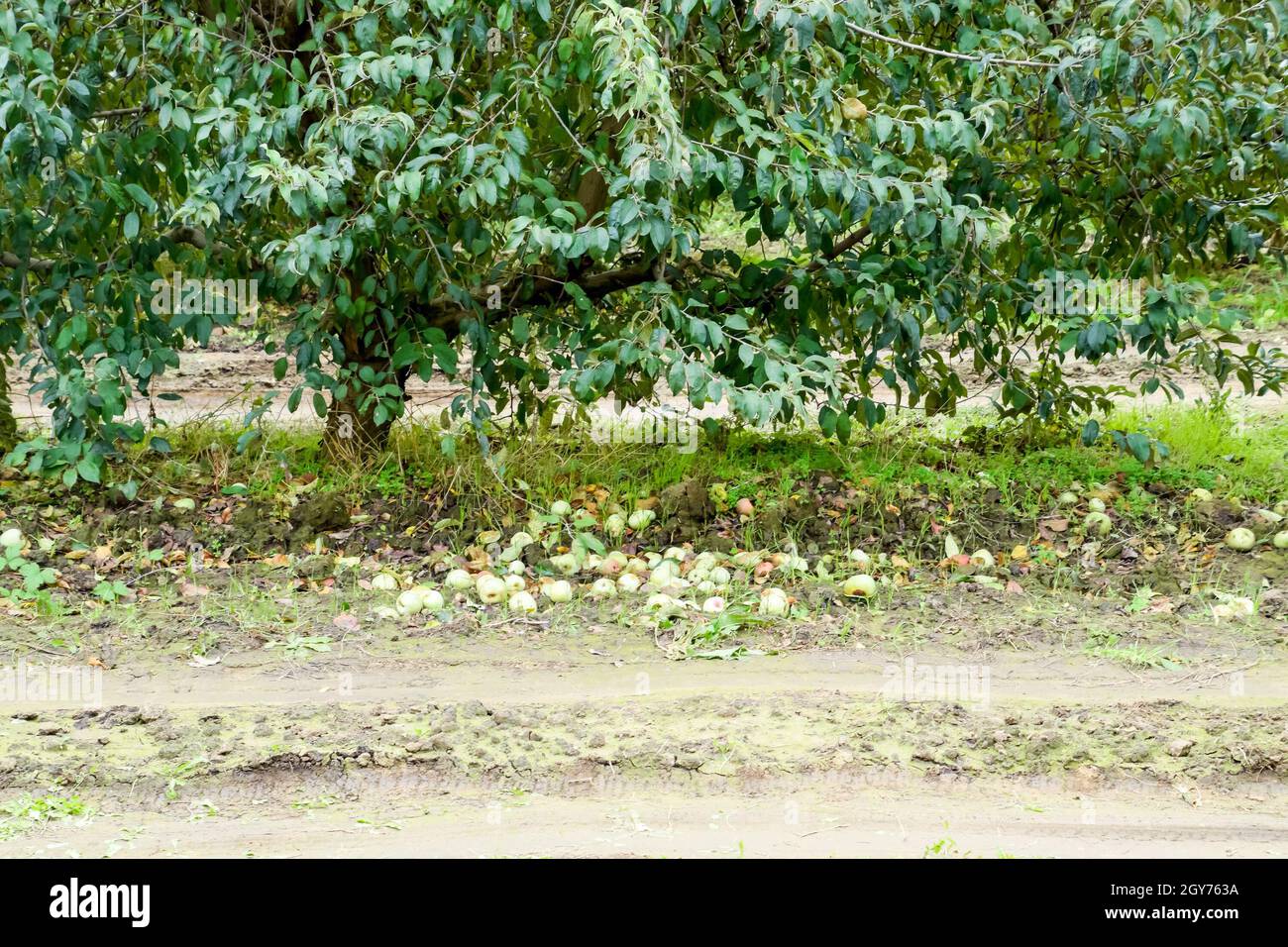 Apple orchard. Rows of trees and the fruit of the ground under the ...