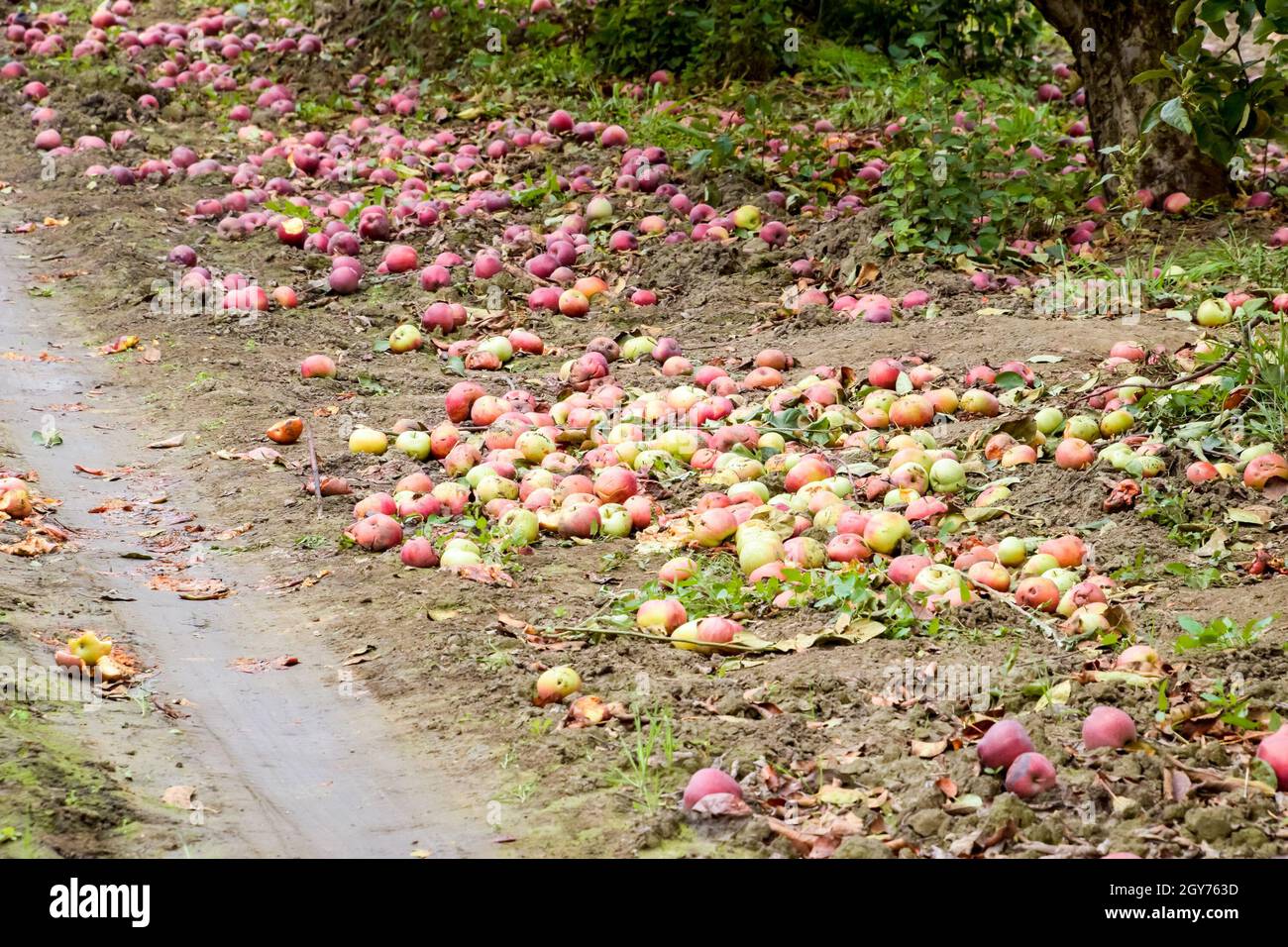 Apple orchard. Rows of trees and the fruit of the ground under the ...