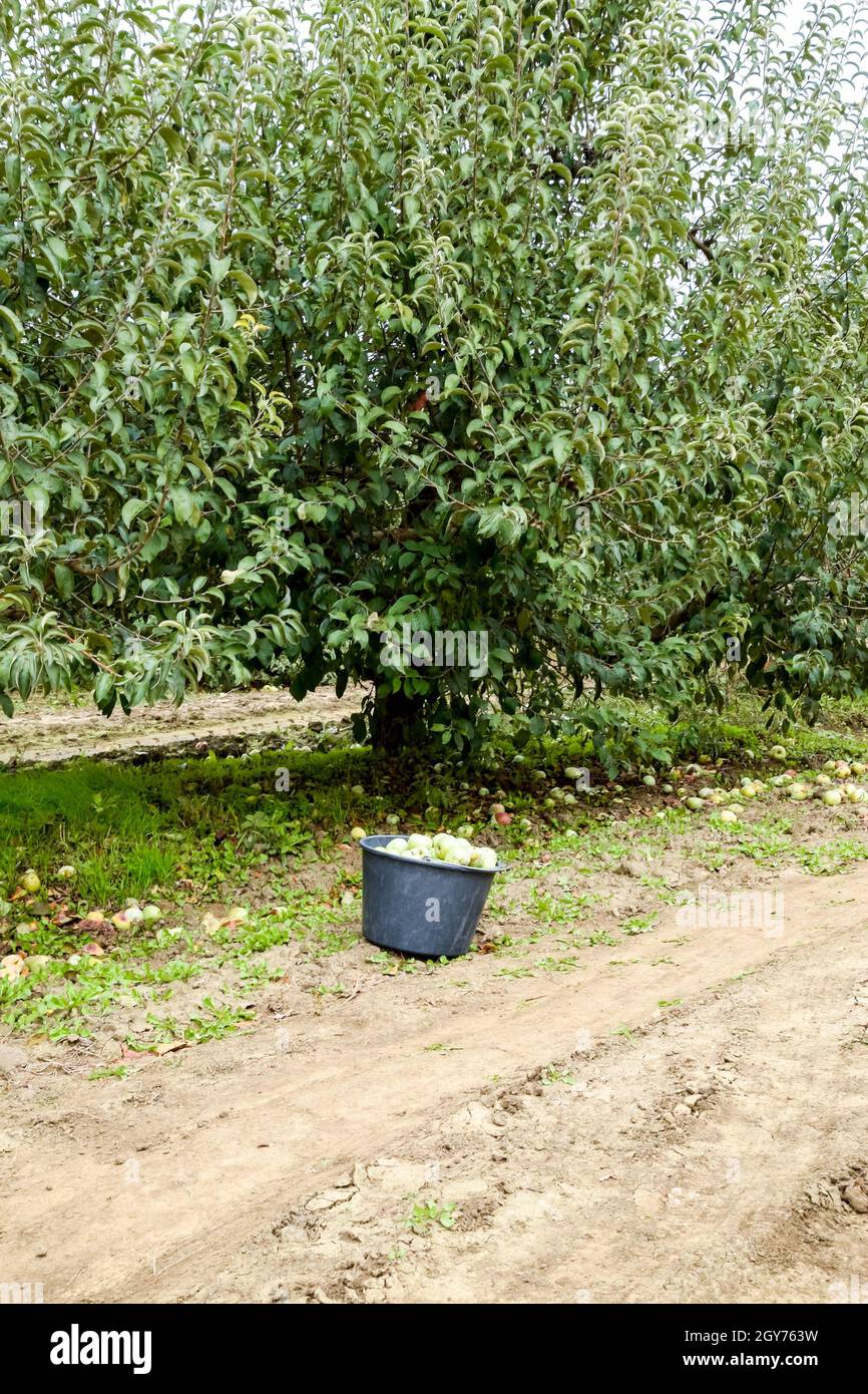 Apple orchard. Rows of trees and the fruit of the ground under the ...