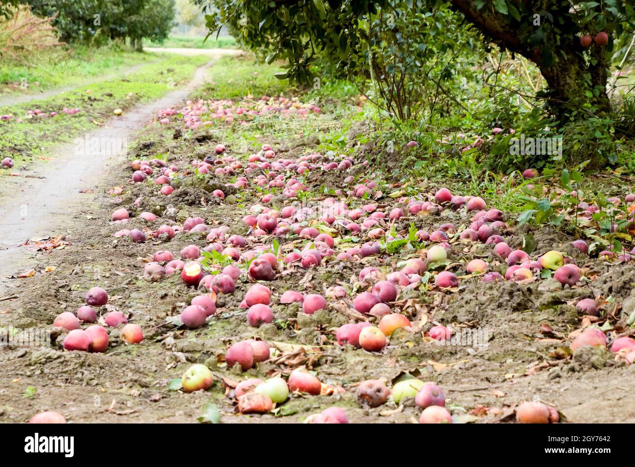 Apple orchard. Rows of trees and the fruit of the ground under the ...