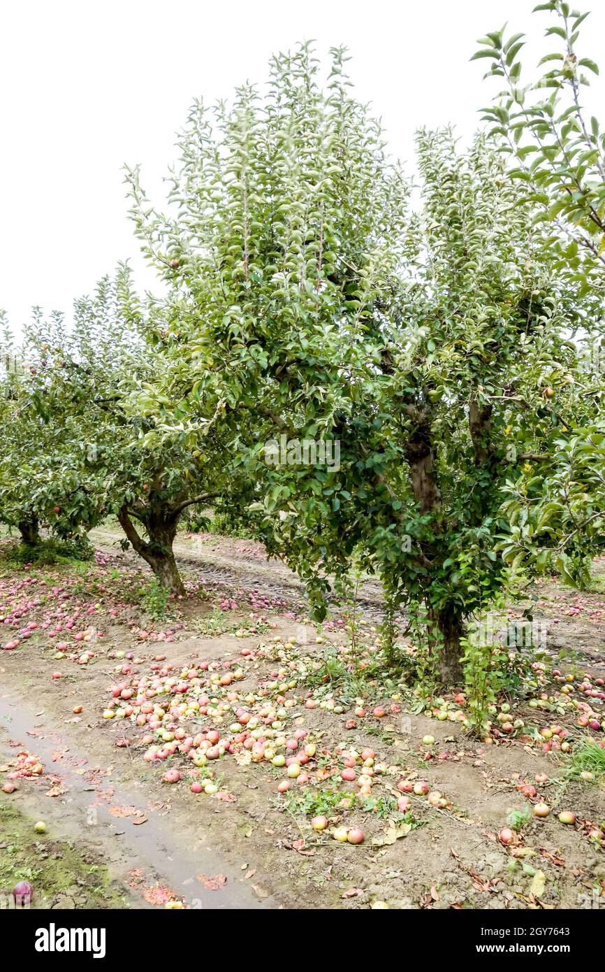 Apple orchard. Rows of trees and the fruit of the ground under the ...