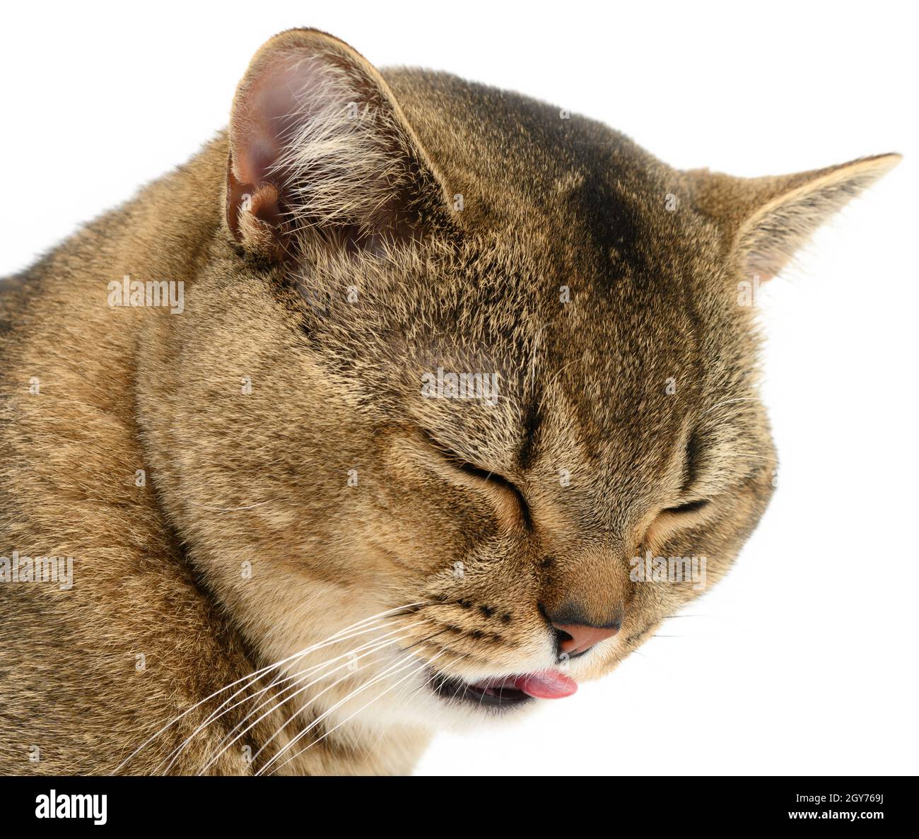 Funny gray scottish cat stuck hi-res stock photography and images - Alamy