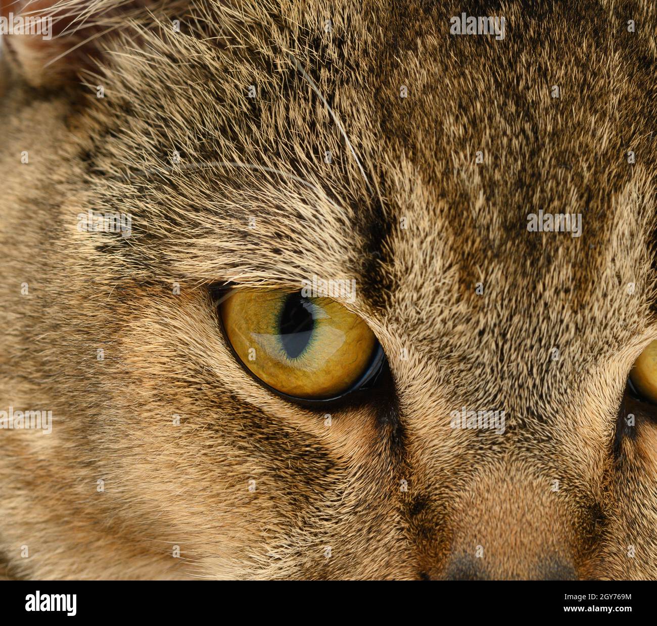 Straight ears hi-res stock photography and images - Alamy