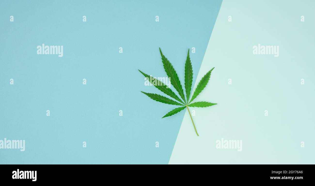 green cannabis leaf on blue background, concept of legalization as ...