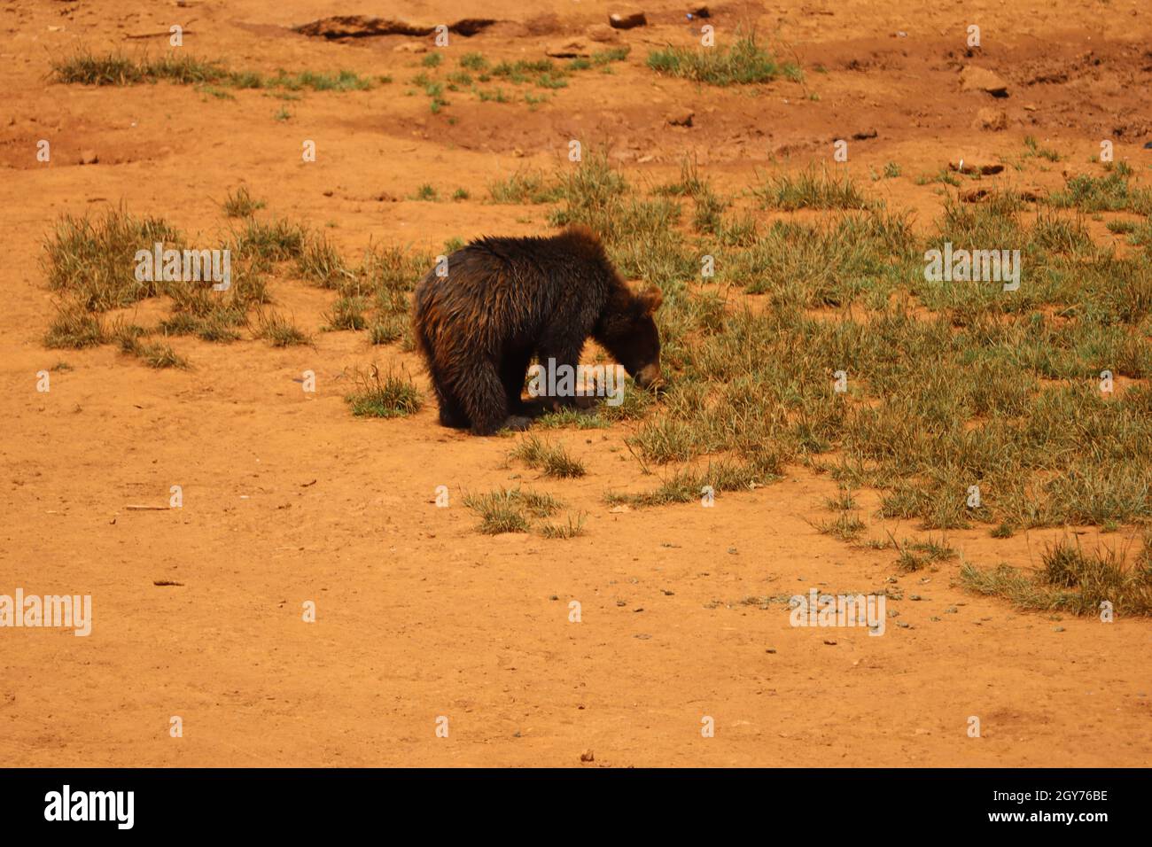 beautiful big wild brown bear dangerous Spanish claws Stock Photo - Alamy