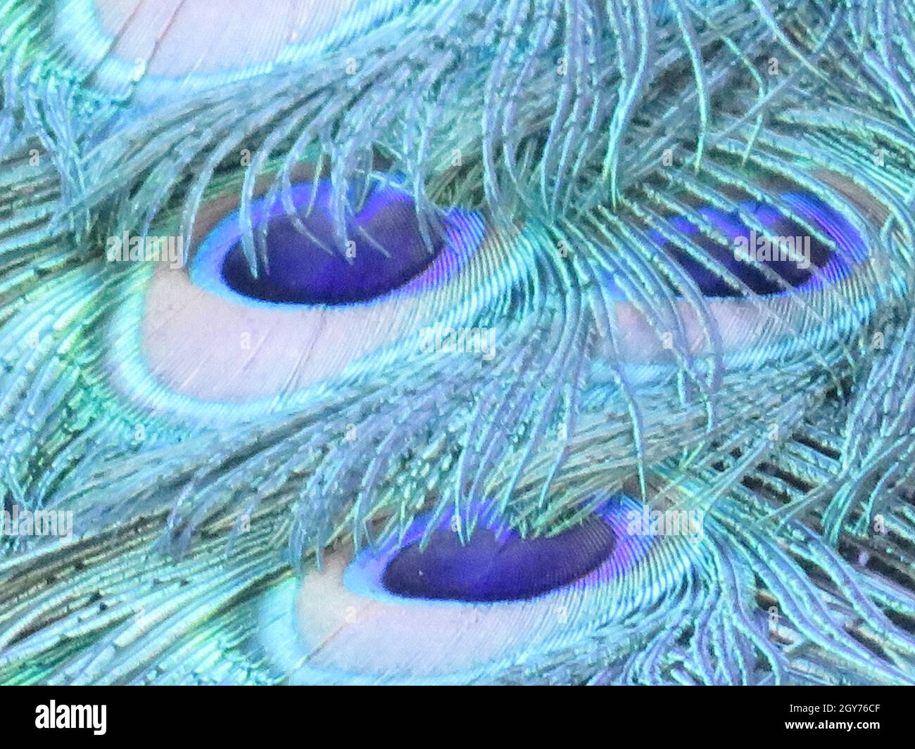 beautiful peacock of fantastic bright colors of long feathers Stock ...