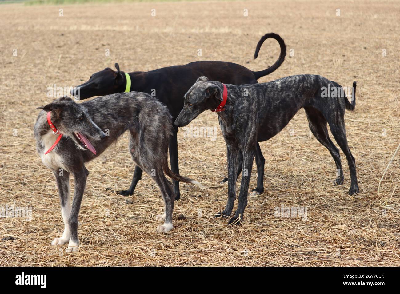 Spanish greyhound dog race hare hunting speed delivers passion Stock ...