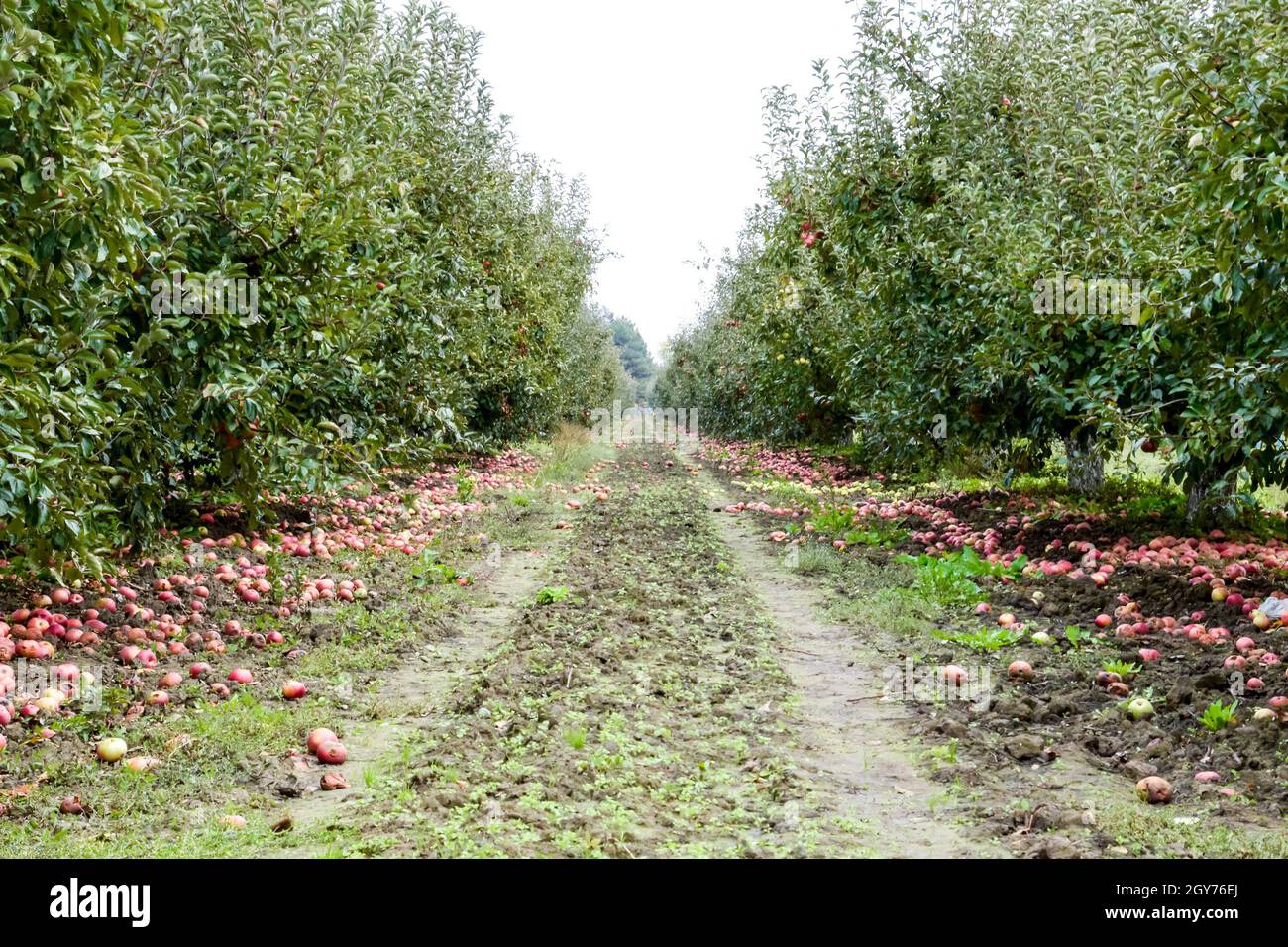 Apple orchard. Rows of trees and the fruit of the ground under the ...