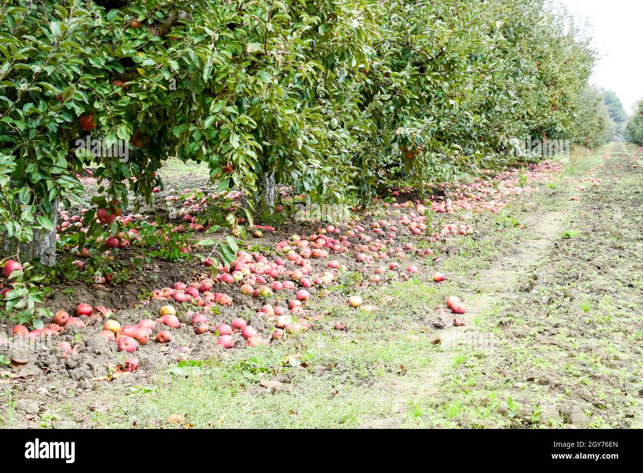 Apple orchard. Rows of trees and the fruit of the ground under the ...