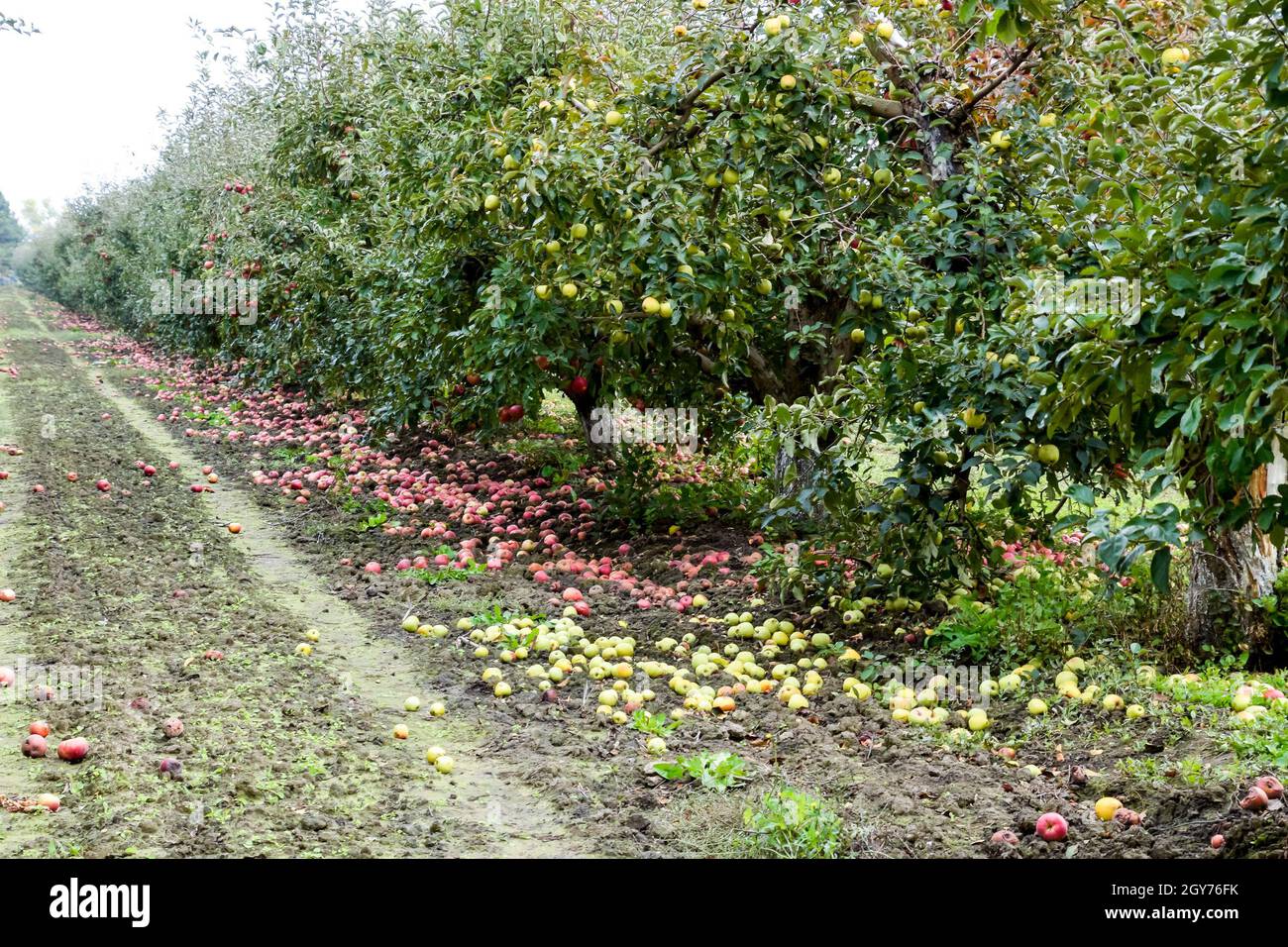 Apple orchard. Rows of trees and the fruit of the ground under the ...