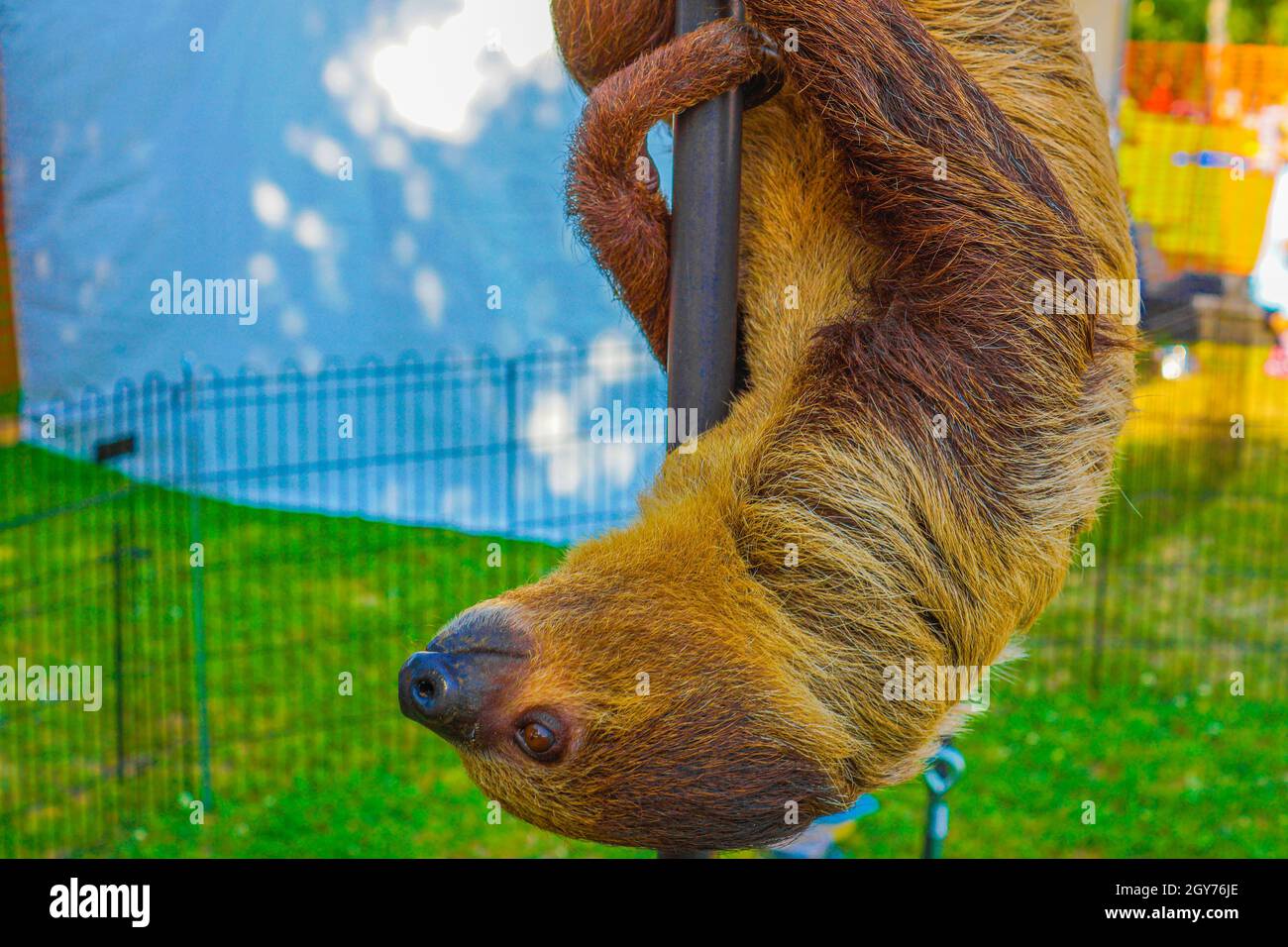 Image of sloth hanging in the bar. Shooting Location: Yokohama-city ...