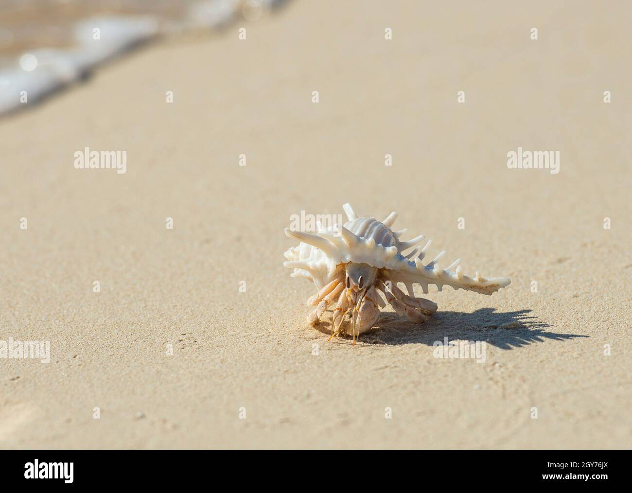 White stalked hermit crab hi-res stock photography and images - Alamy