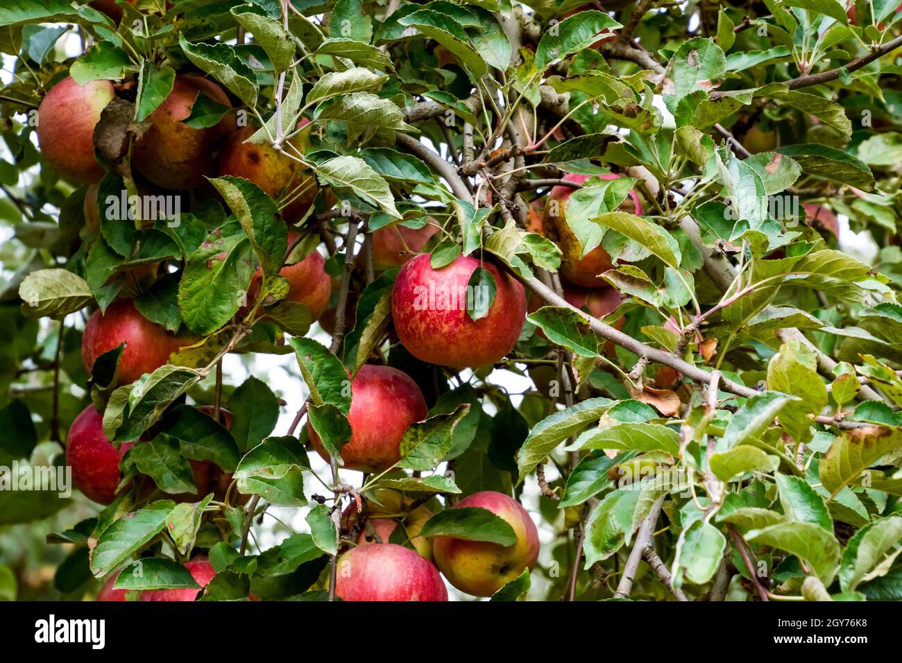 Apple orchard. Rows of trees and the fruit of the ground under the ...