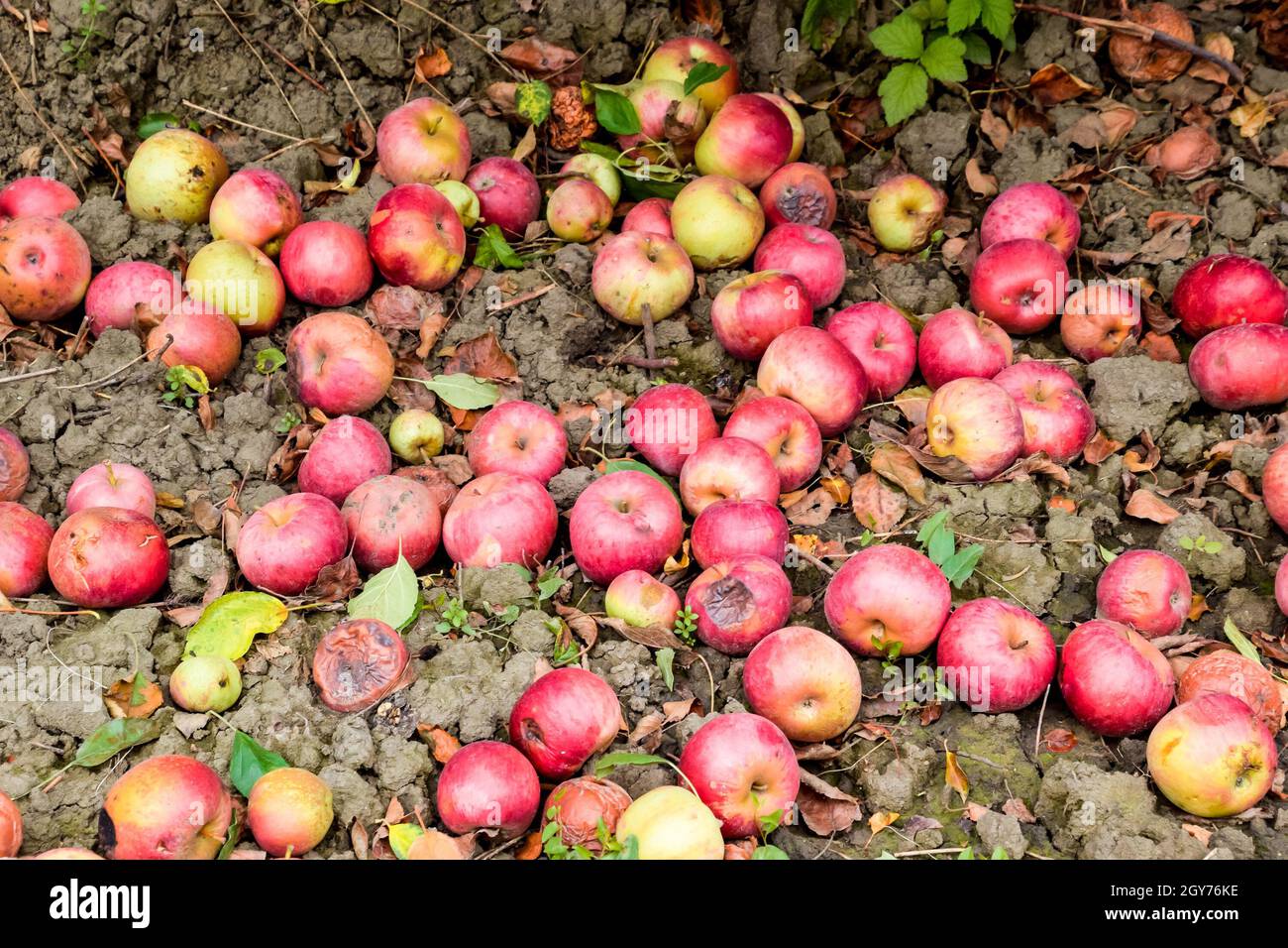 Apple orchard. Rows of trees and the fruit of the ground under the ...