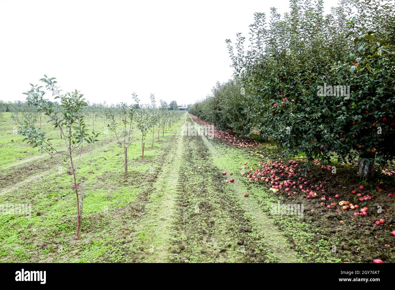 Apple orchard. Rows of trees and the fruit of the ground under the ...