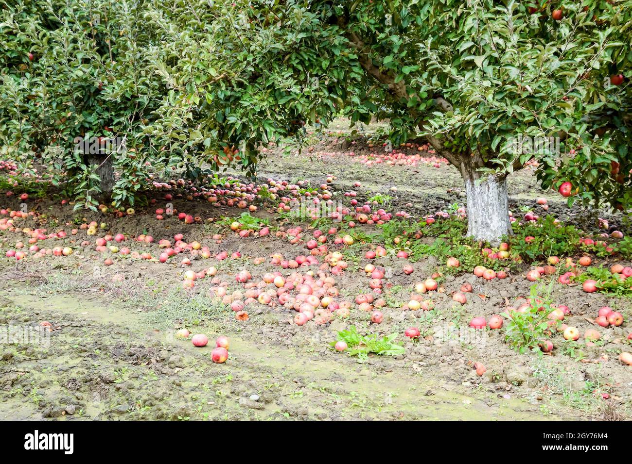 Apple orchard. Rows of trees and the fruit of the ground under the ...
