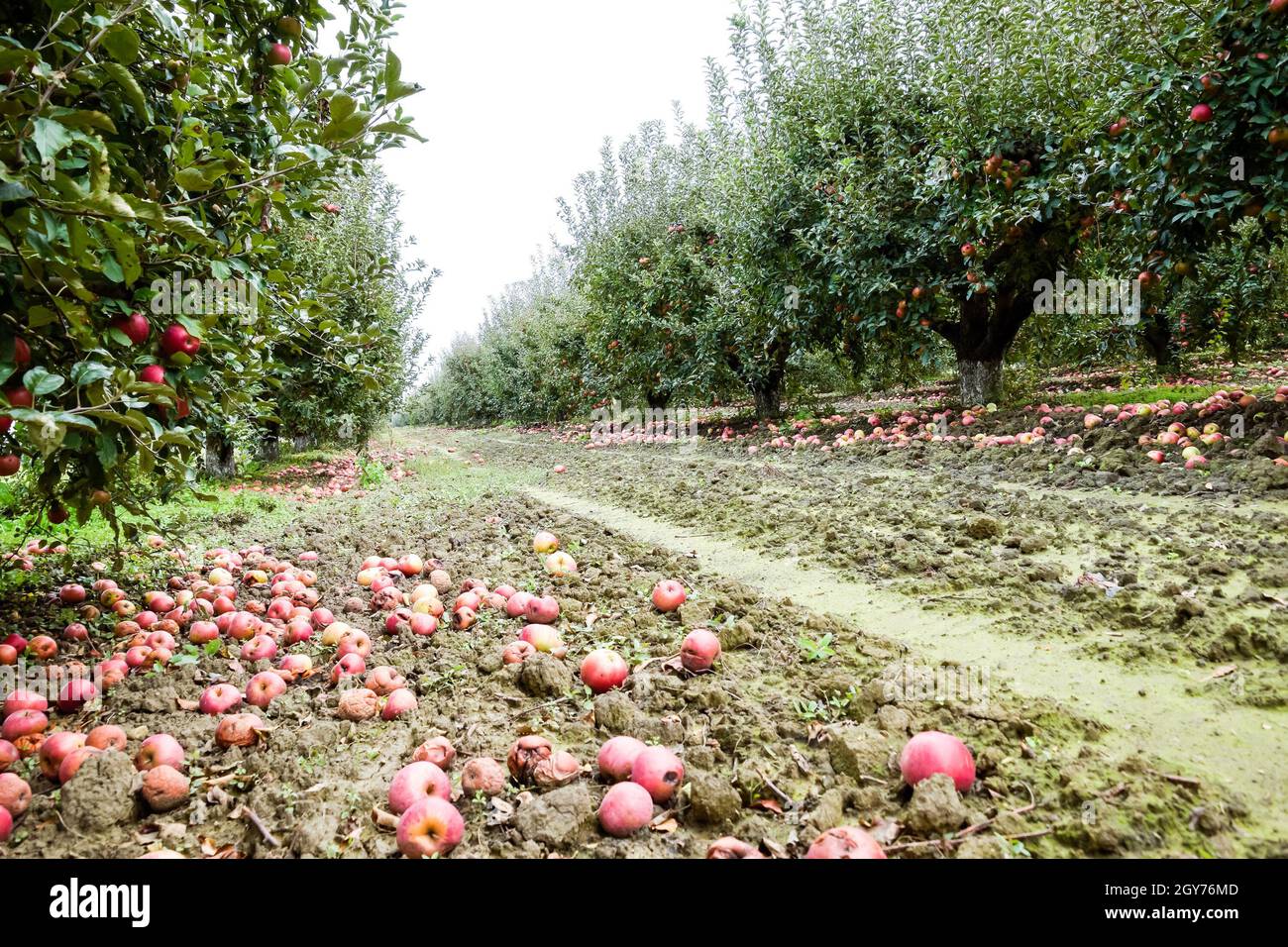 Apple orchard. Rows of trees and the fruit of the ground under the ...