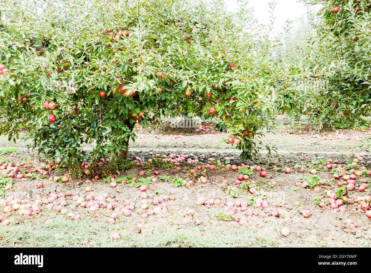 Apple orchard. Rows of trees and the fruit of the ground under the ...