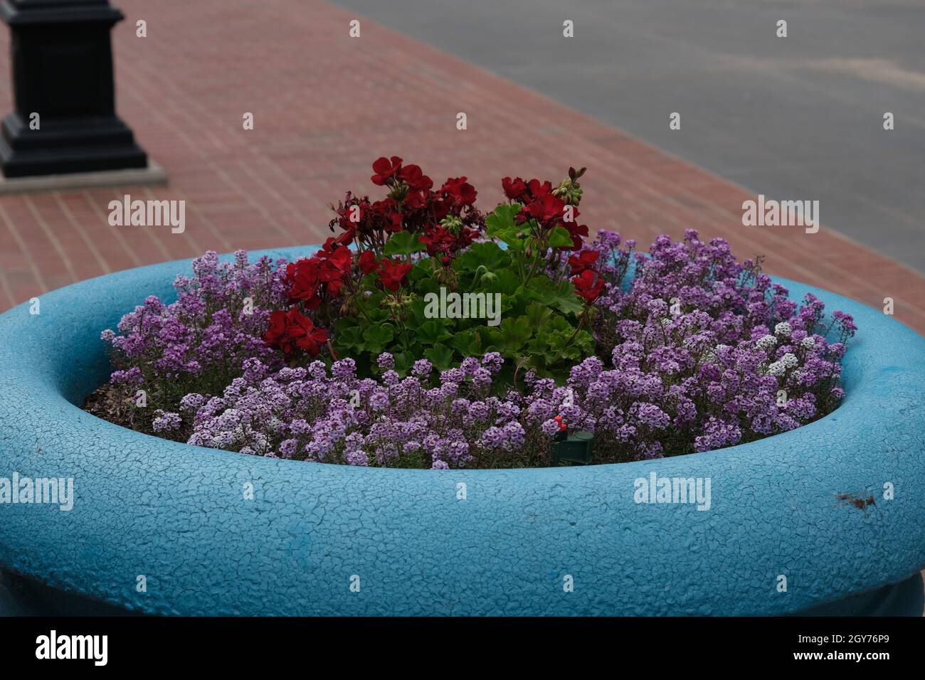Red and lavender Geraniums in large blue pot in Cascade Park in ...