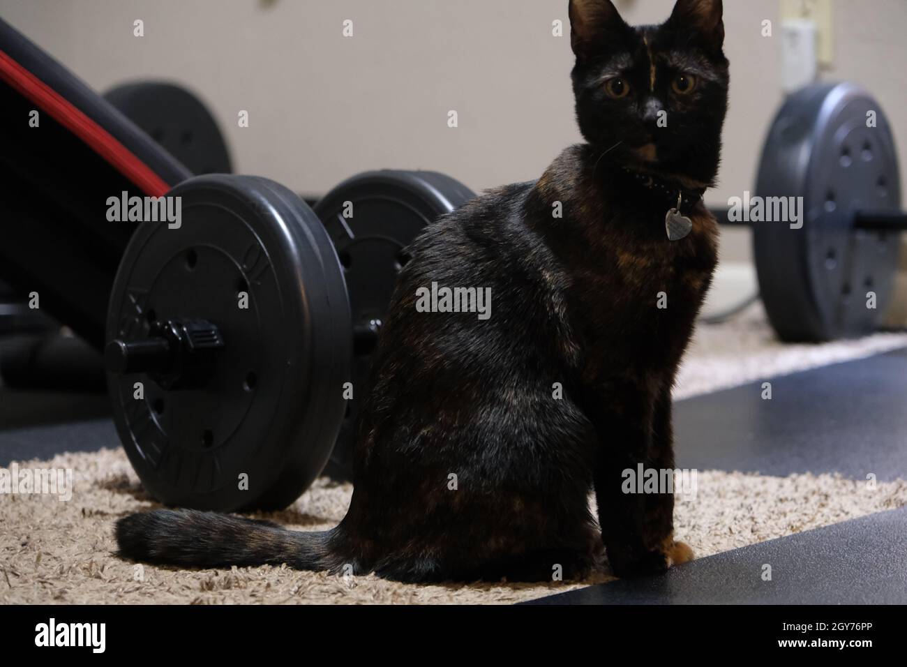 Bodybuilding cat hi-res stock photography and images - Alamy
