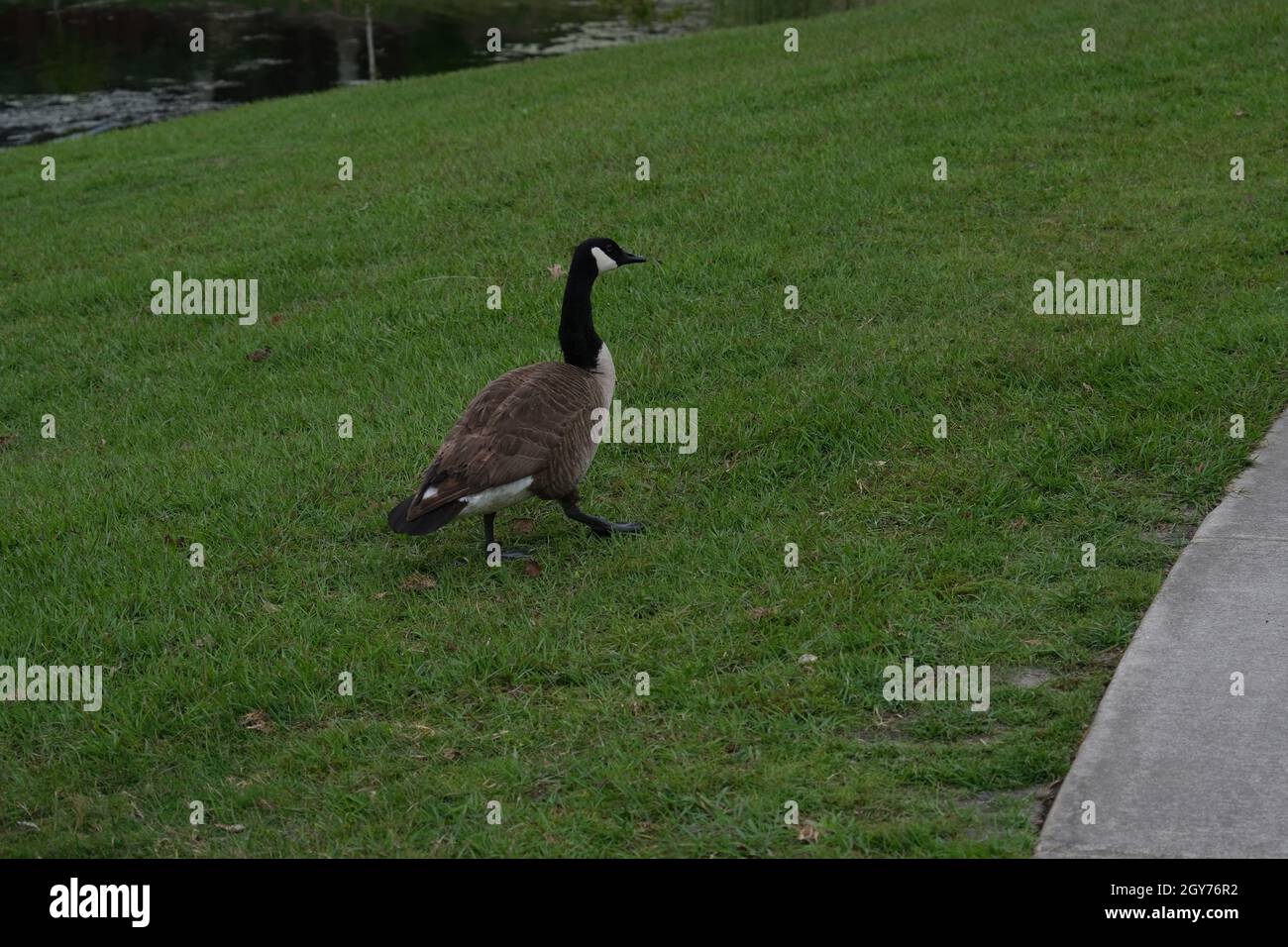 Florida wild goose hi-res stock photography and images - Alamy