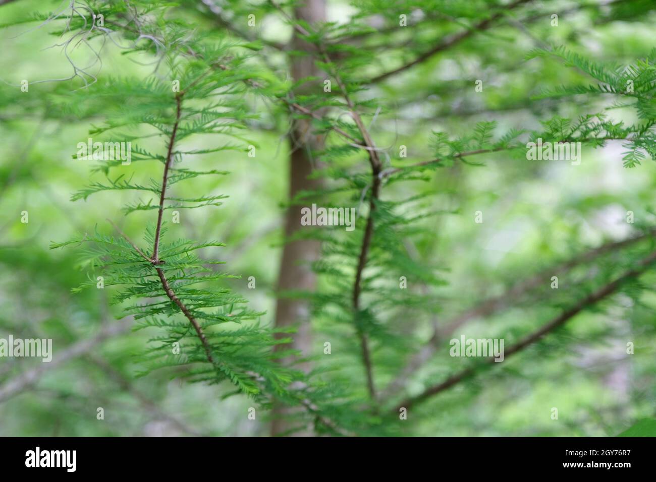 Bald cypress tree bark hi-res stock photography and images - Alamy