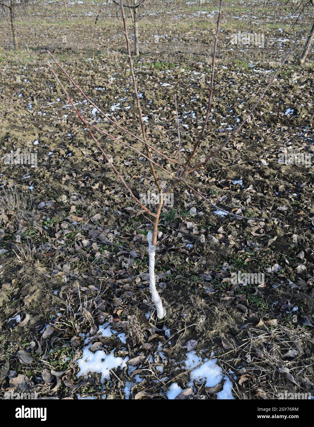 Young apple orchard. Growing and Caring for orchard of apple trees ...