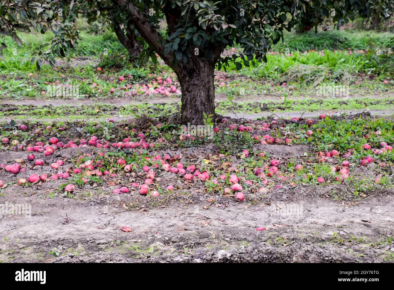 Apple orchard. Rows of trees and the fruit of the ground under the ...