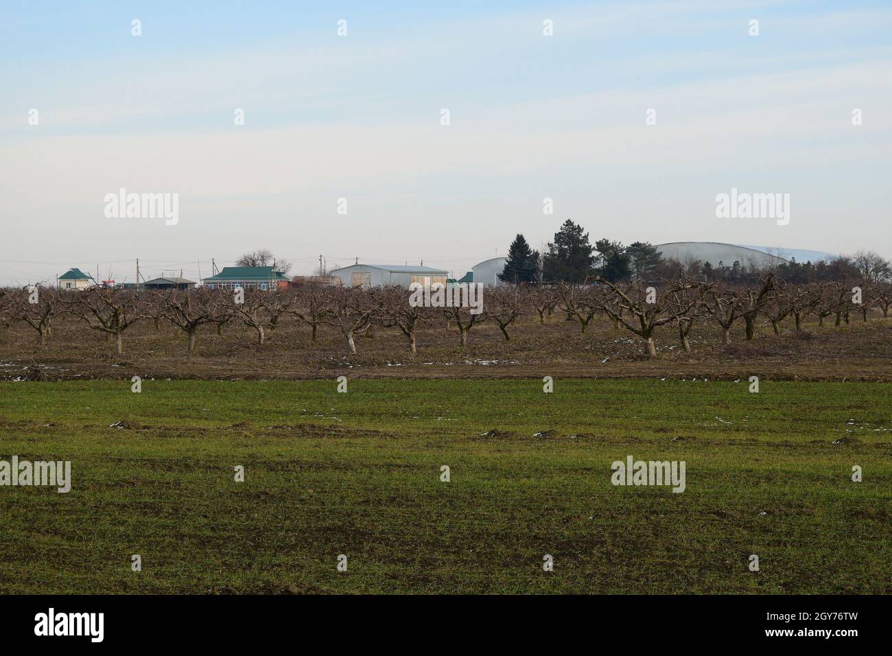 Cropped trees in the apple orchard. Care orchard, pruning trees Stock ...