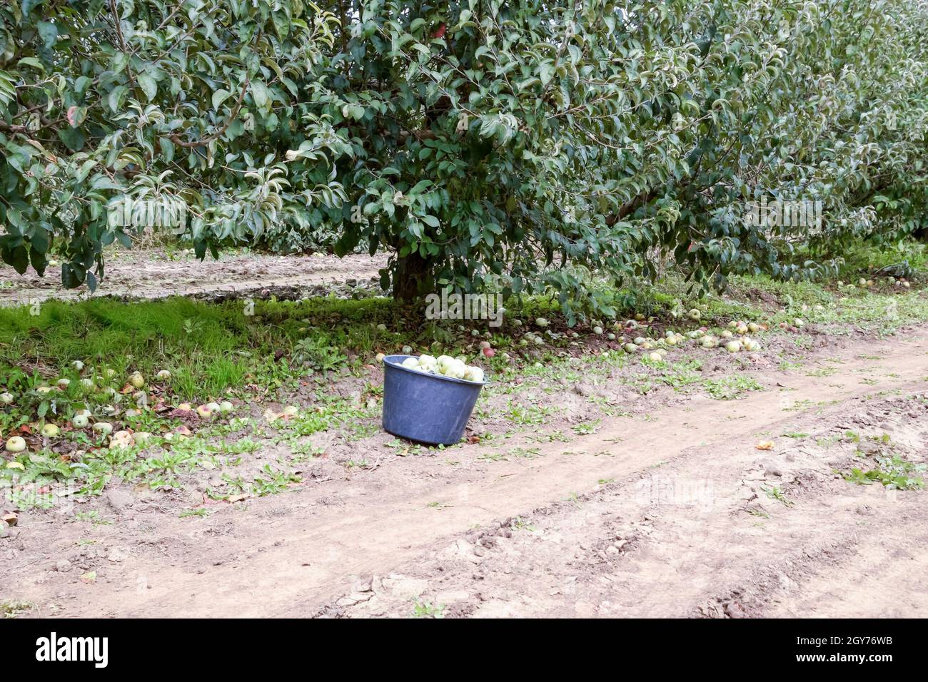 Apple orchard. A bucket with apples in the garden. Rows of trees and ...