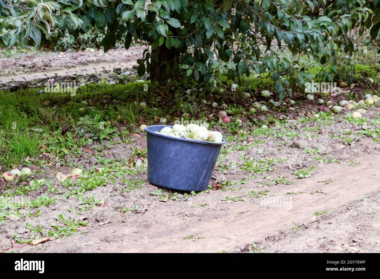 Apple orchard. A bucket with apples in the garden. Rows of trees and ...