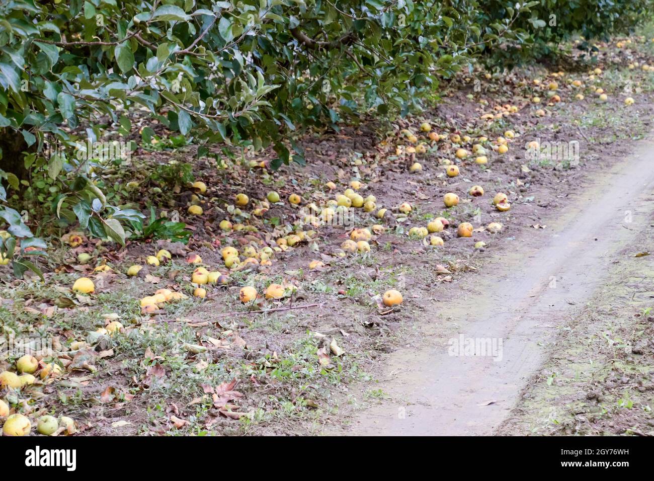 Apple orchard. Rows of trees and the fruit of the ground under the ...
