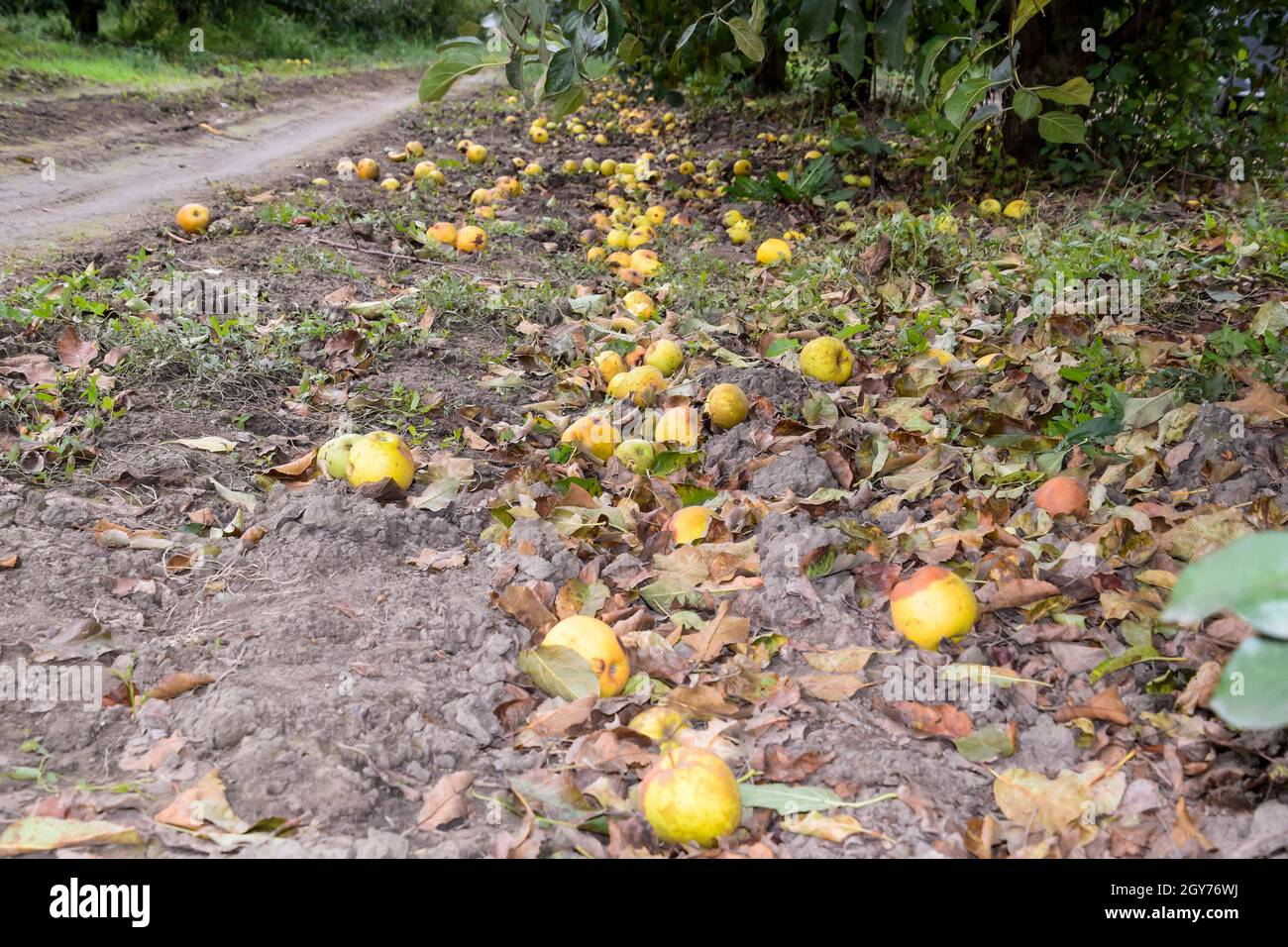 Apple orchard. Rows of trees and the fruit of the ground under the ...