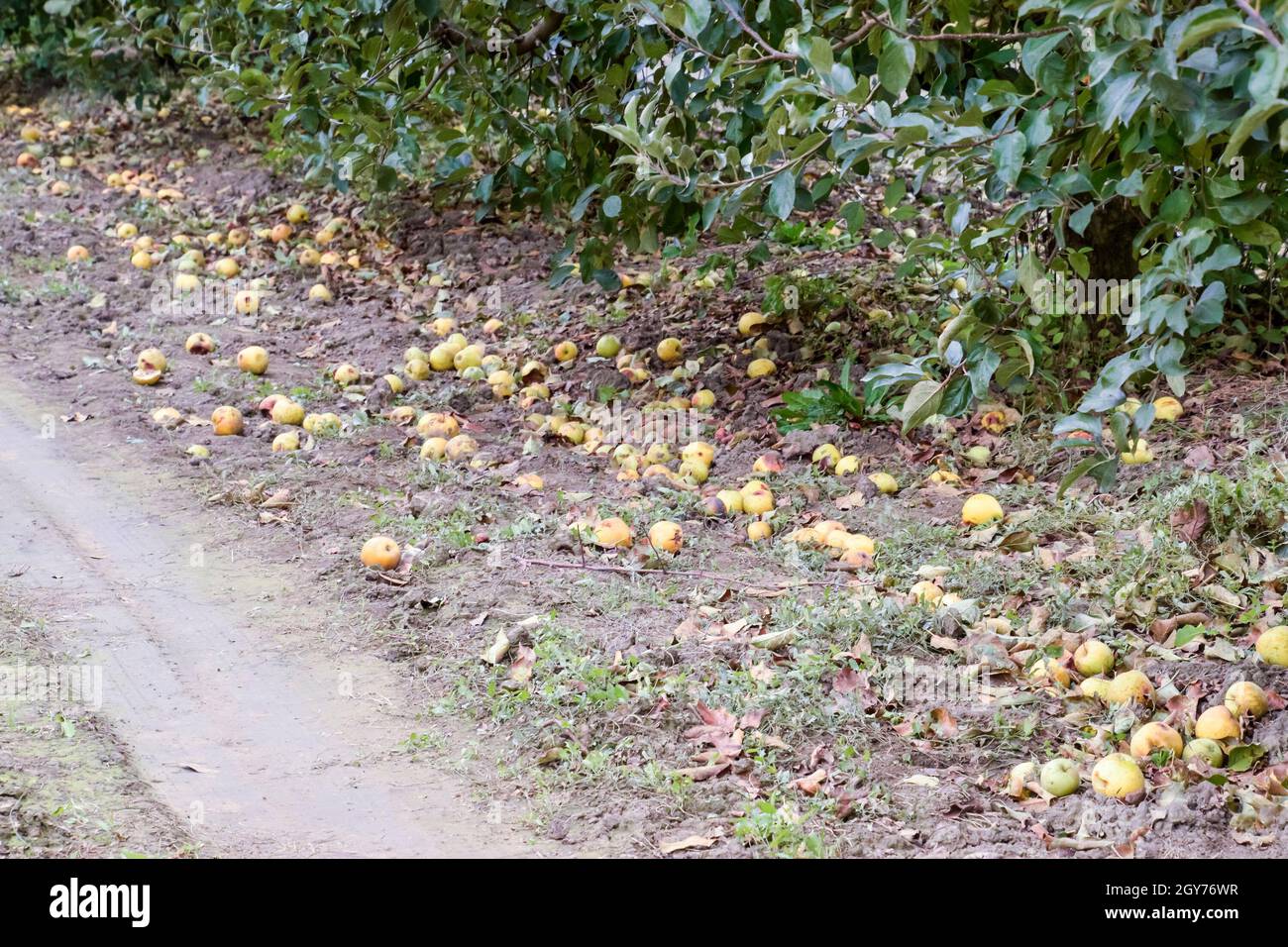Apple orchard. Rows of trees and the fruit of the ground under the ...