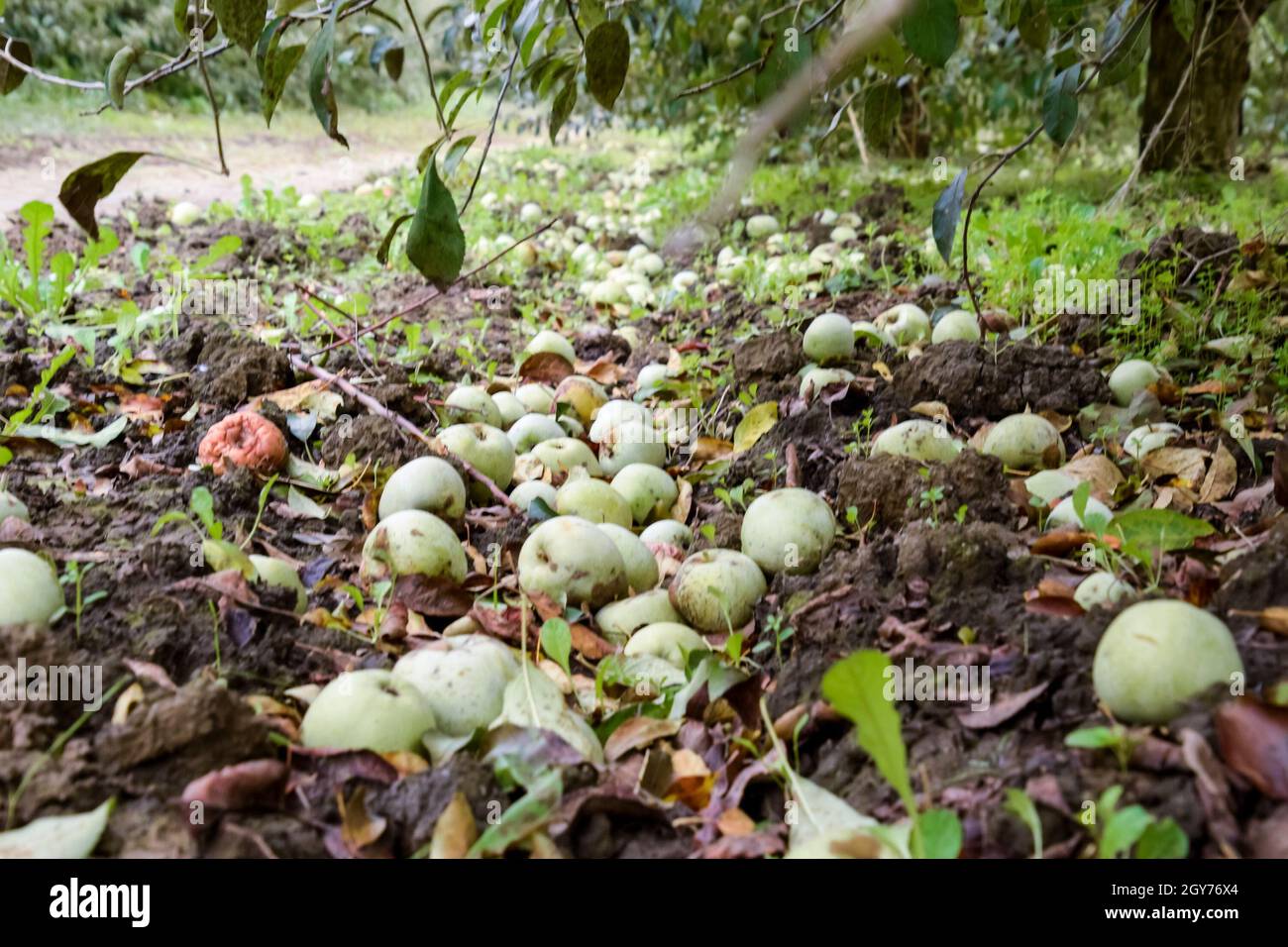 Apple orchard. Rows of trees and the fruit of the ground under the ...
