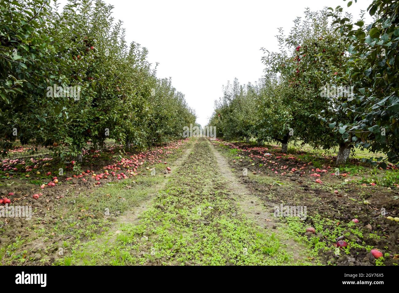 Apple orchard. Rows of trees and the fruit of the ground under the ...