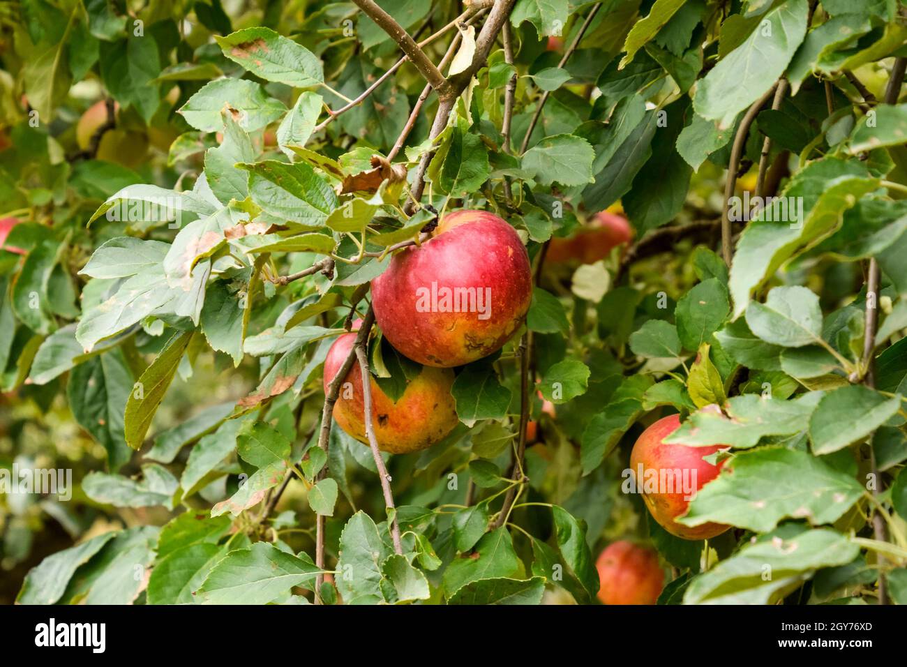 Apple orchard. Rows of trees and the fruit of the ground under the ...