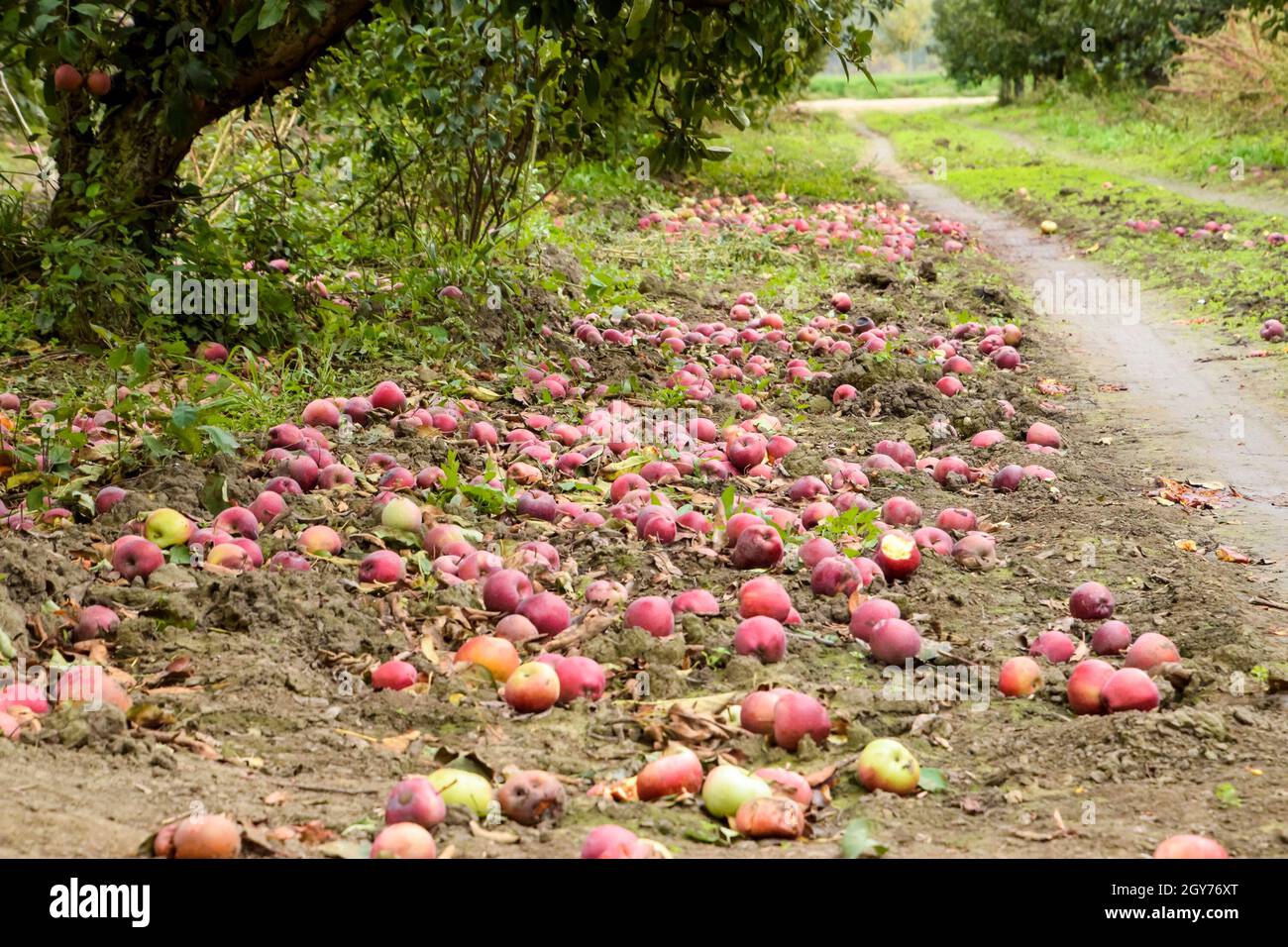 Apple orchard. Rows of trees and the fruit of the ground under the ...