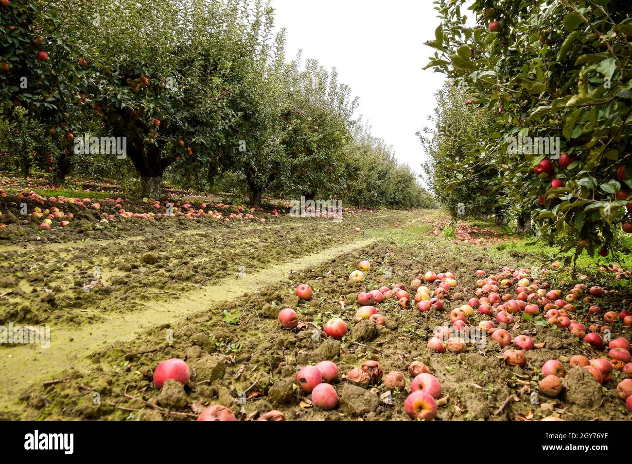 Apple orchard. Rows of trees and the fruit of the ground under the ...