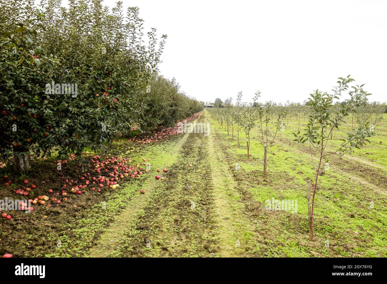 Apple orchard. Rows of trees and the fruit of the ground under the ...