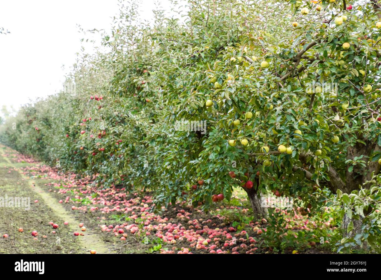 Apple orchard. Rows of trees and the fruit of the ground under the ...