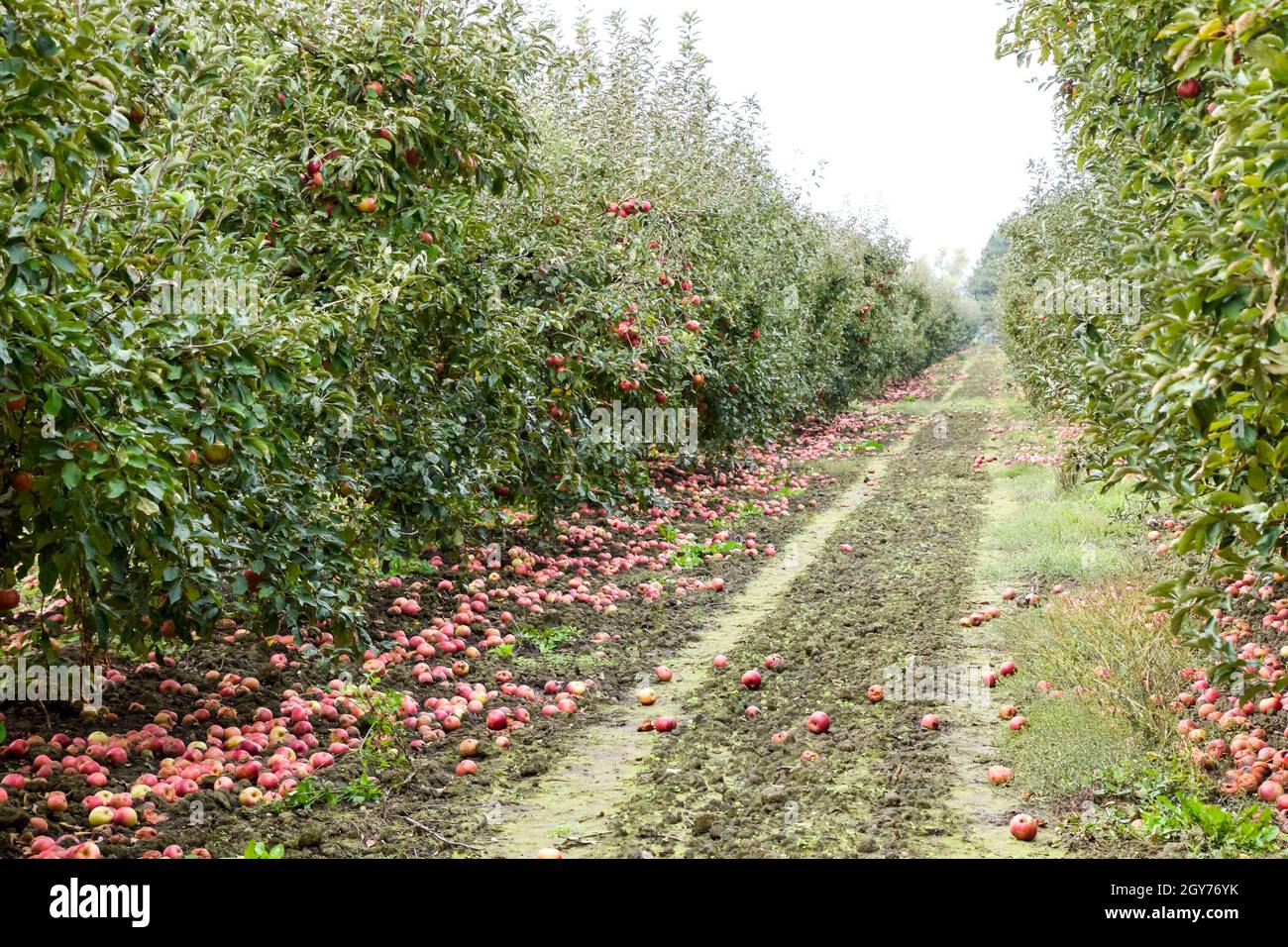 Apple orchard. Rows of trees and the fruit of the ground under the ...