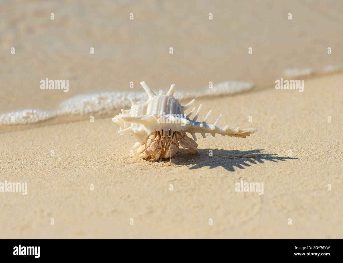 Closeup detail of hermit crab in a white spiky seashell on sandy ...