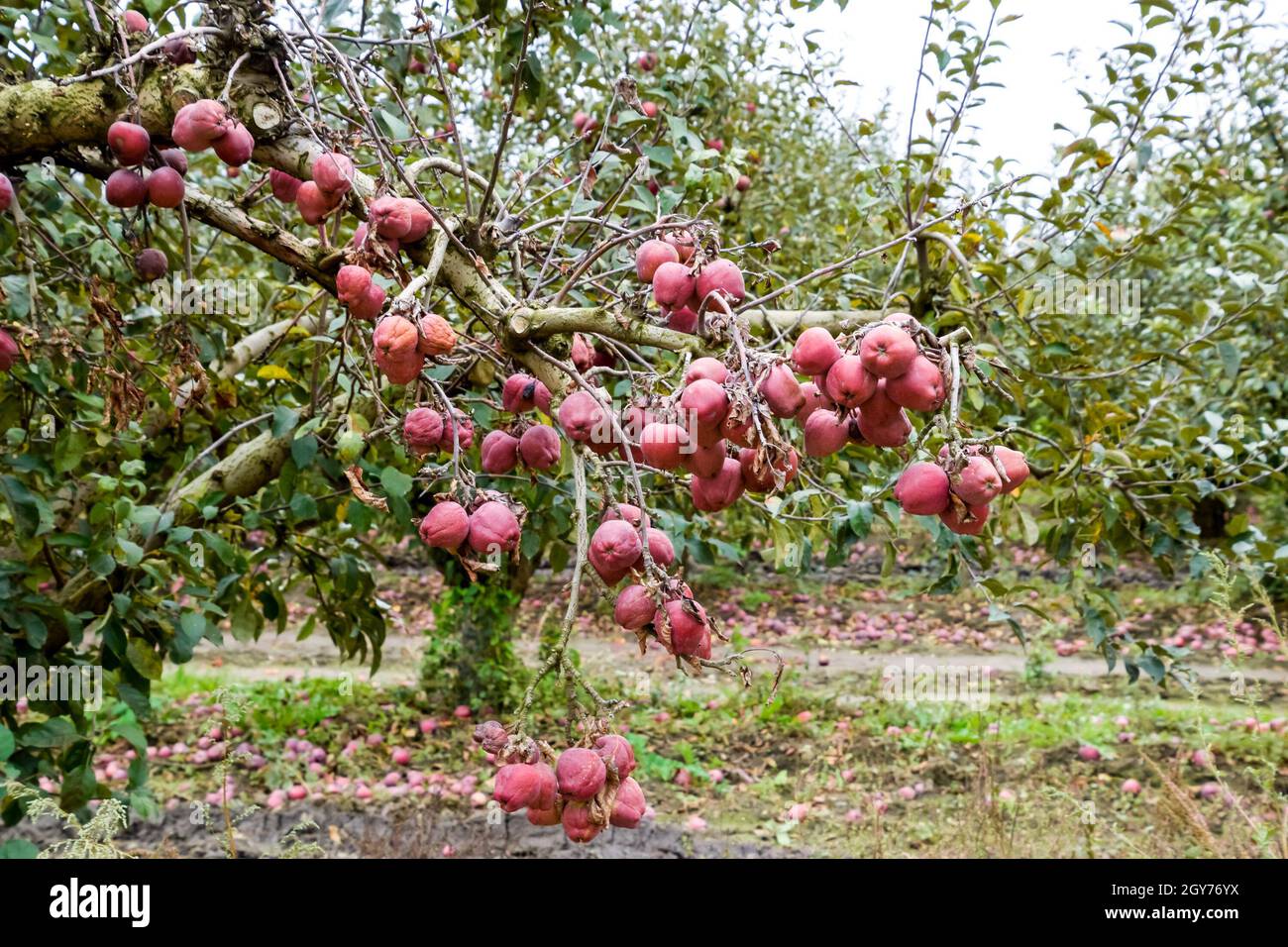 Apple orchard. Rows of trees and the fruit of the ground under the ...