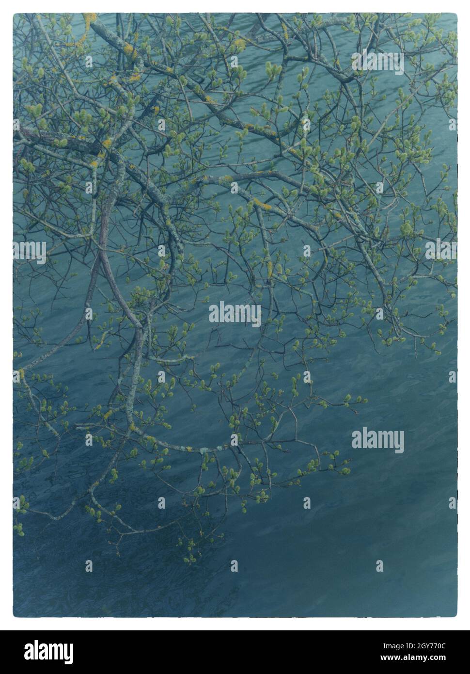 Tree branches stretching down to a lake Stock Photo - Alamy