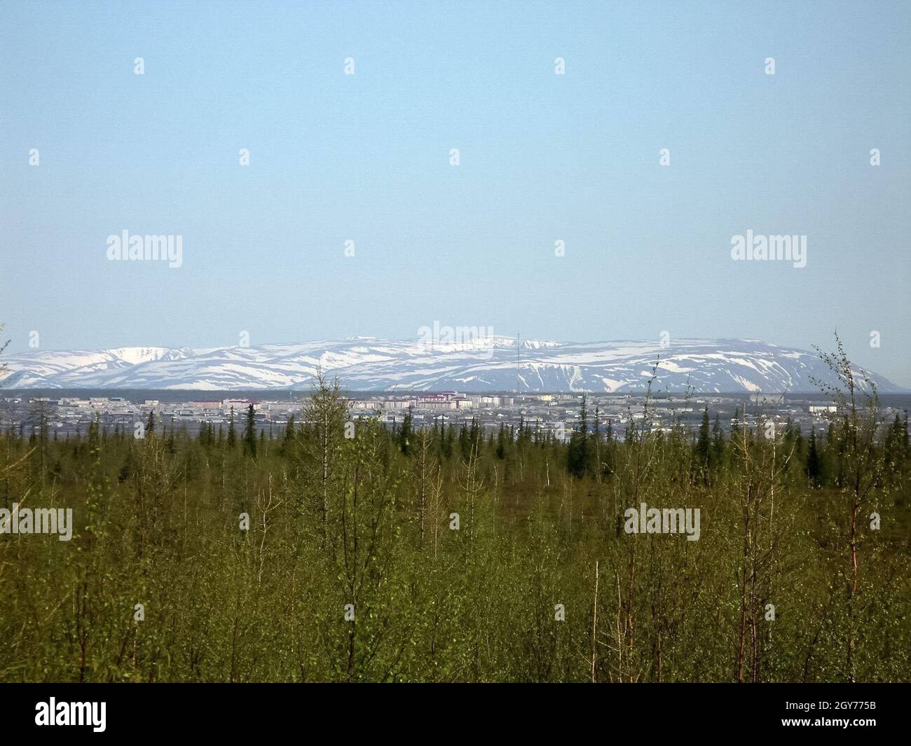 Forest tundra landscape in the summer. Taiga of Siberia. Yamal Stock ...